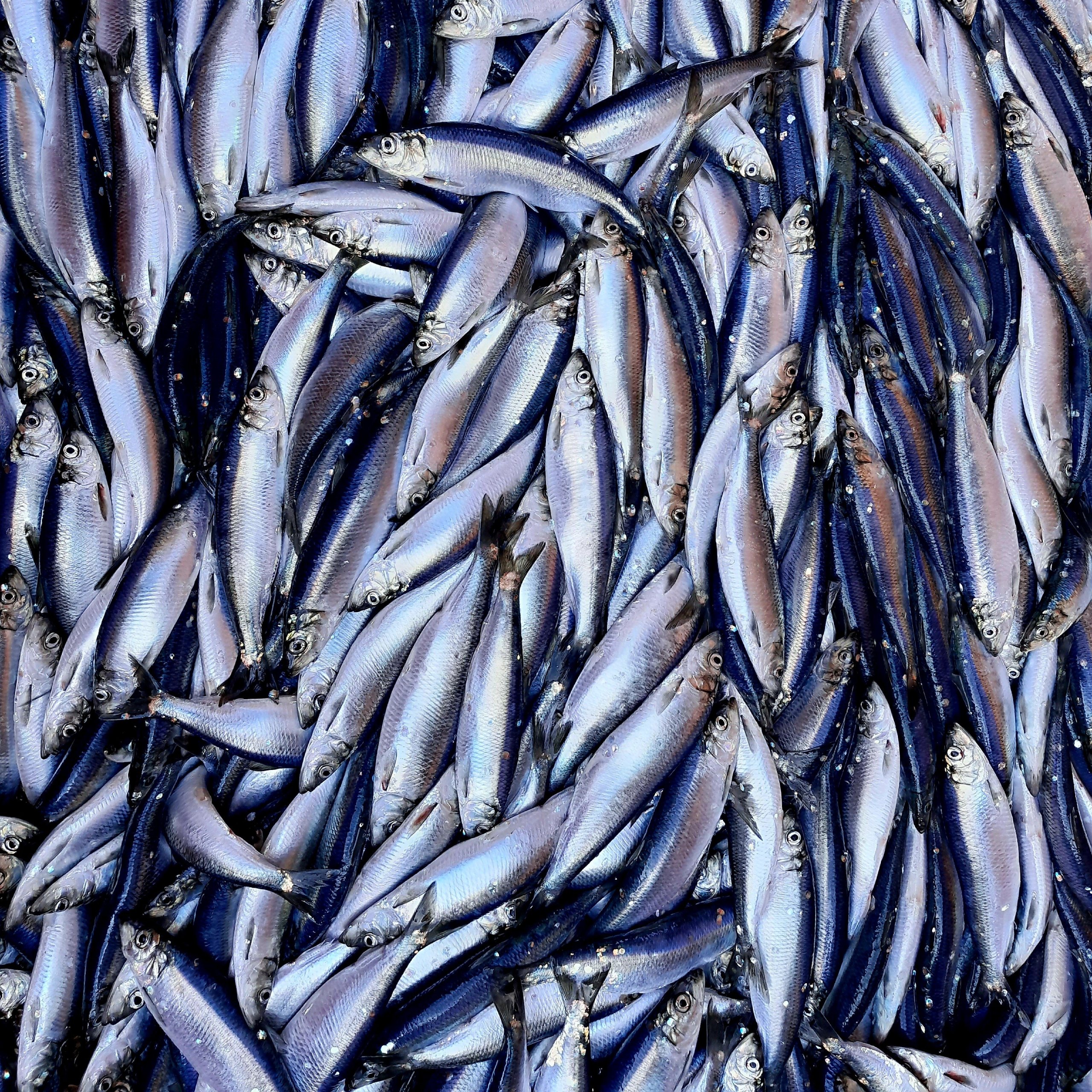 PFA members start herring fishing that is key to food security ...